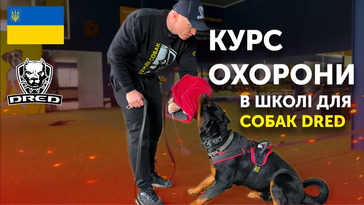 🇺🇦КУРС ОХОРОНИ В ШКОЛІ ДЛЯ СОБАК DRED - YouTube