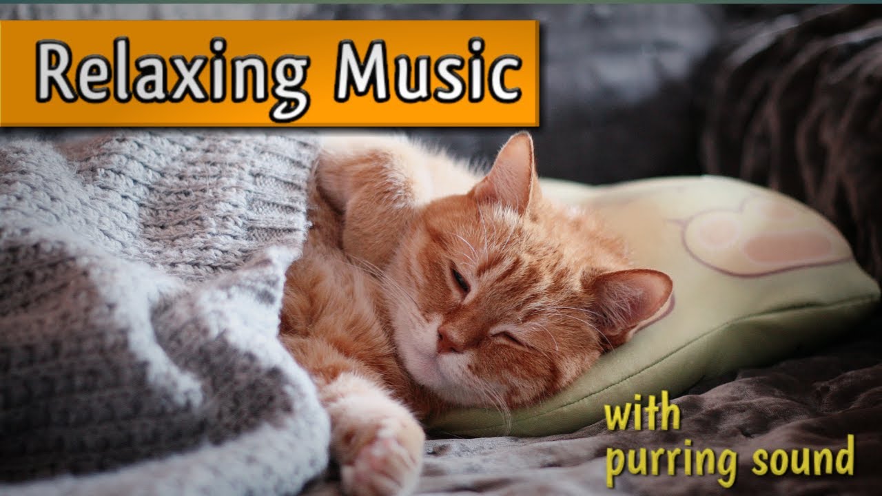 Calming Music for Cats with Anxiety & Cat Purring Sound, Cat Sleep ...