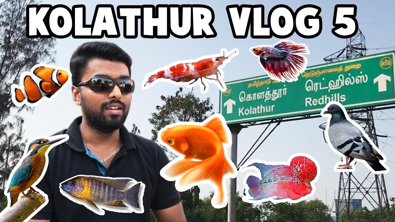Kolathur Vlog 5 Full Video - Ornamental Fish Aquarium & Pets Market ...