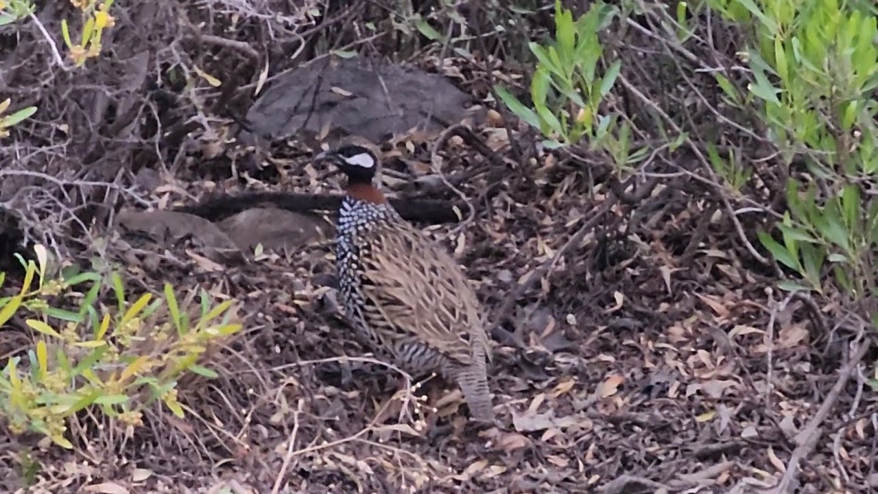 Wild Black partridge | جنگلی کالا تیتر - YouTube