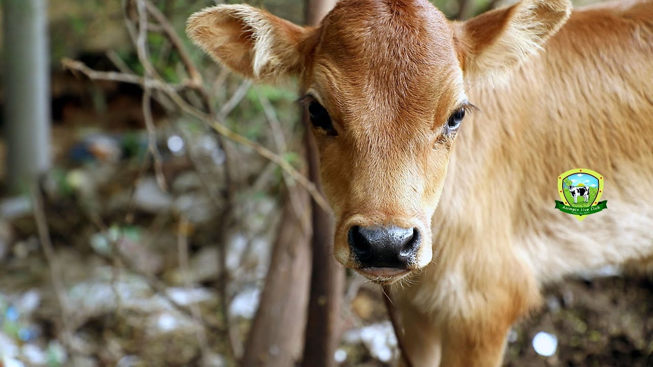 Calf Sound #Animal Sounds #Kannukutty Lodiung | Kids & Parents - Child ...