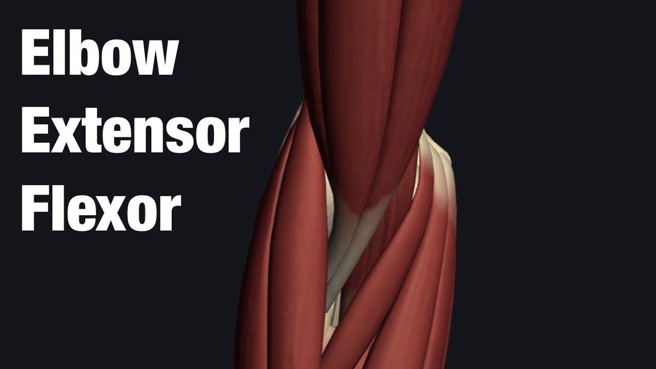 Elbow extension and flexion muscles - YouTube