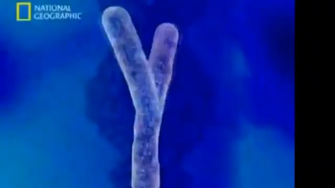 DNA Mysteries The Search for Adam National Geographic Documentary - YouTube