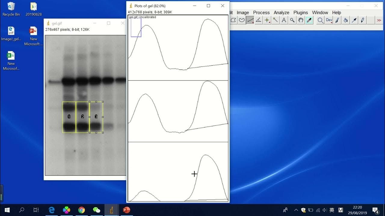 42 如何使用imageJ 对WB条带进行定量分析 - YouTube