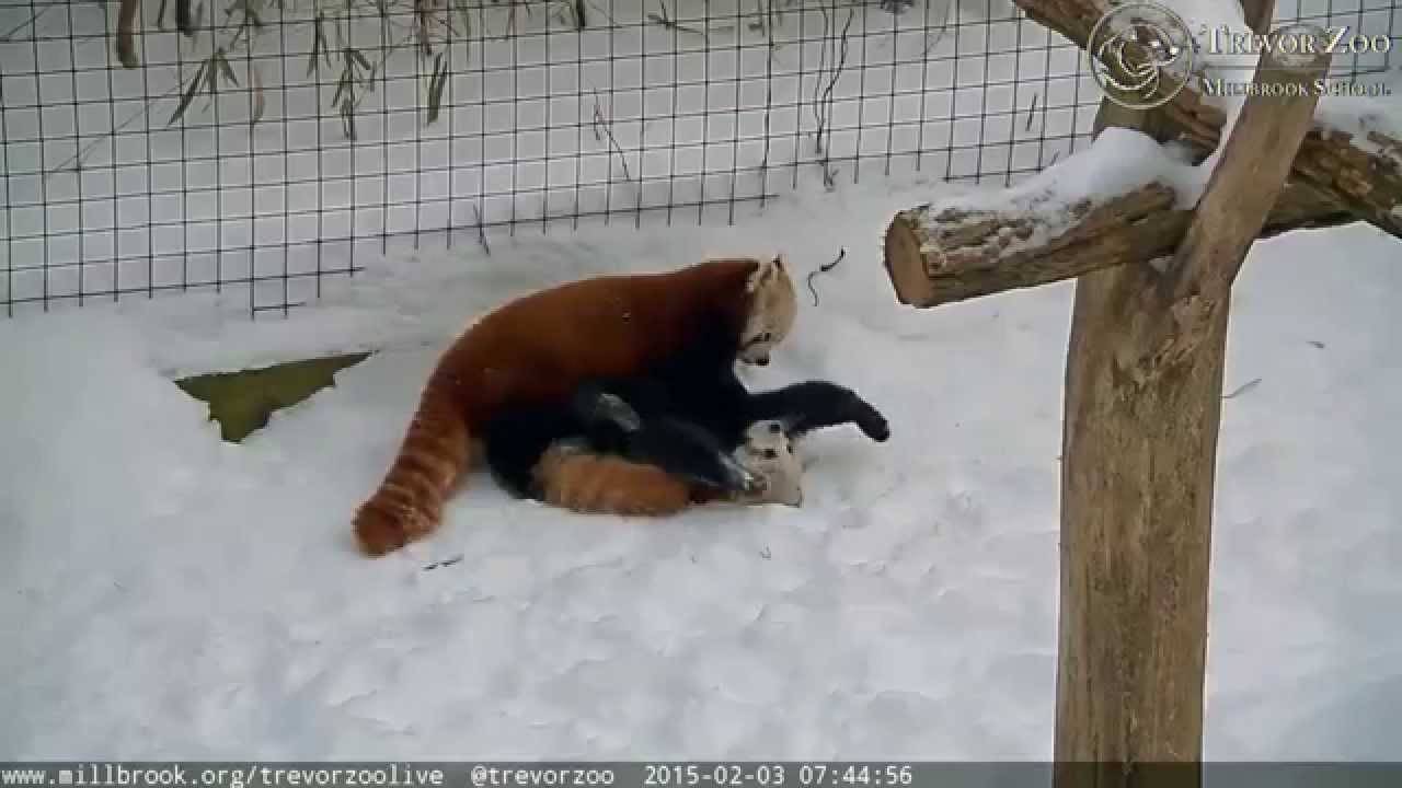 Red Pandas, Daily Moment of Zen - February 3rd, 2015 - YouTube