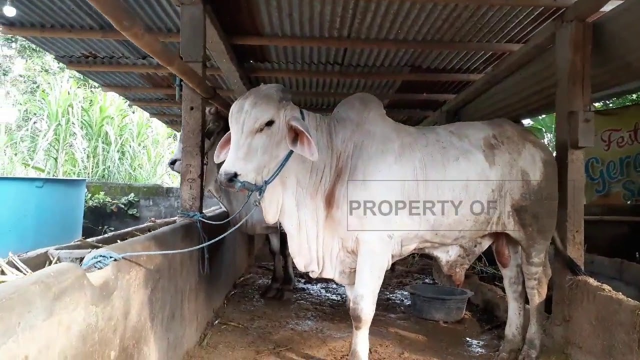 SAPI PO 700 KILO. TERBESAR #9 - YouTube
