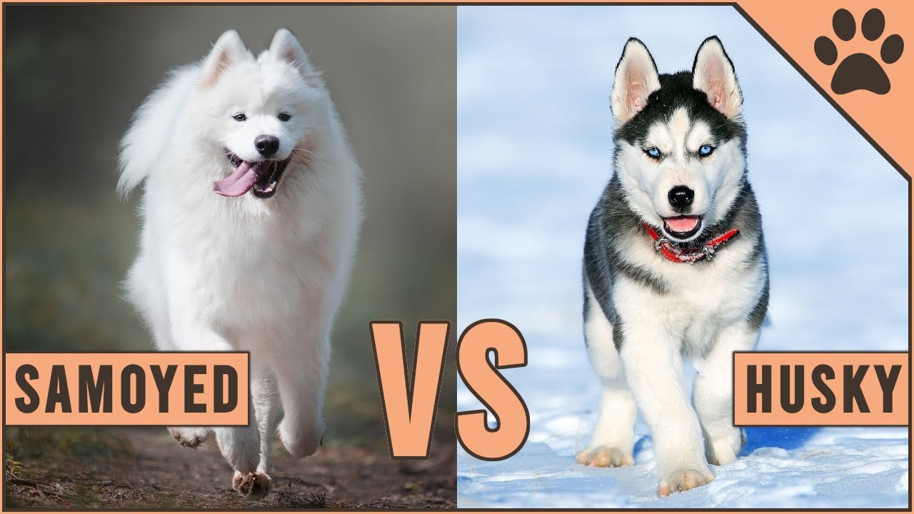 Samoyedo vs Husky Siberiano | Perros Mundo - YouTube