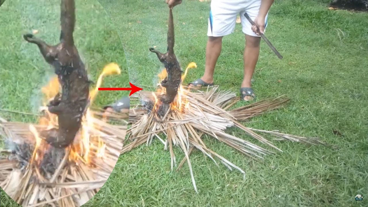 How to Mark Yummy Food Mongoose, SenHan Mountain ,Mongoose by Dog 30 ...