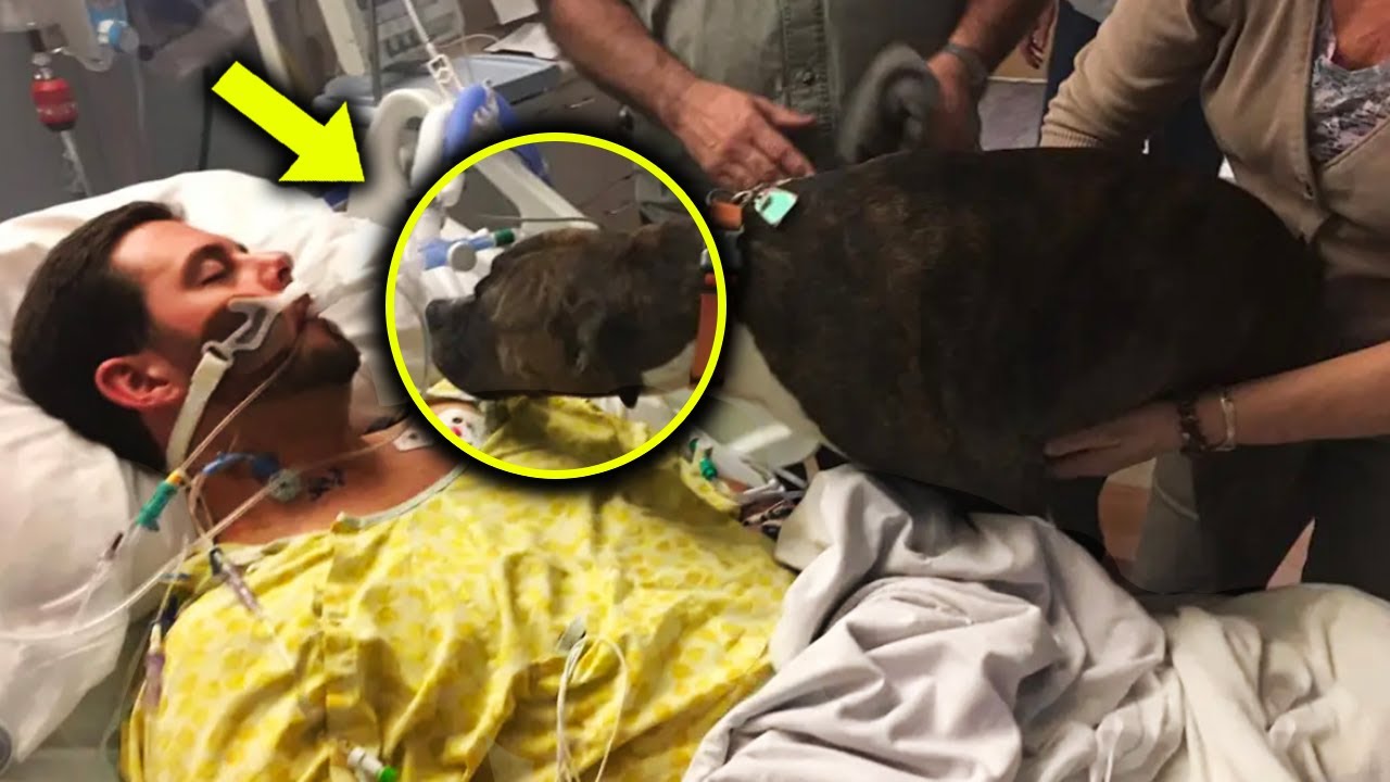 Dying Man Said His Final Goodbye to His Dog What The Dog Did Next Made ...