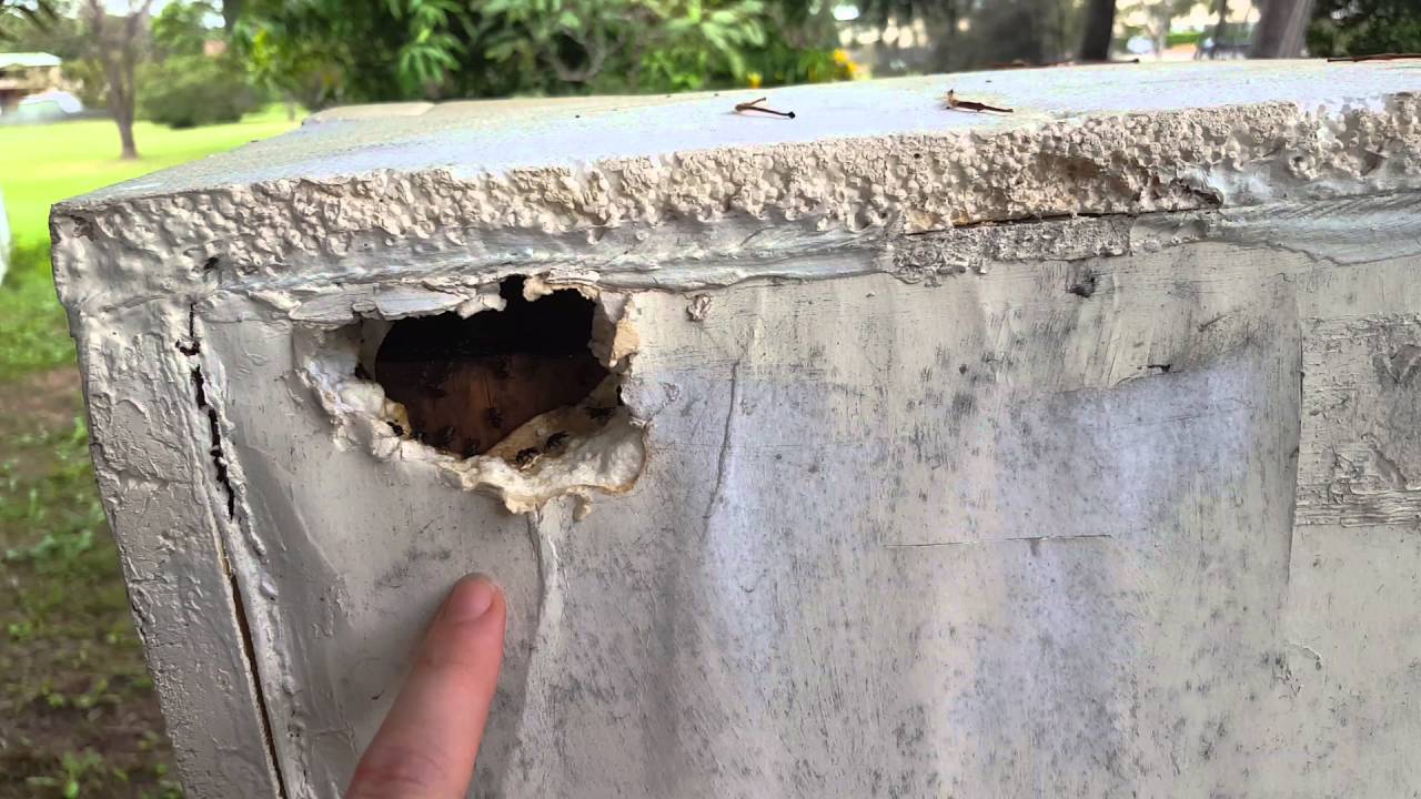 Tetragonula Hockingsi Brisbane Australian Native Bees - YouTube
