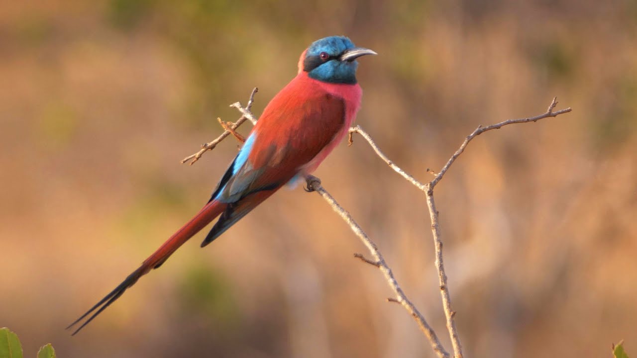 Northern Carmine Bee-eater in Kenya - YouTube