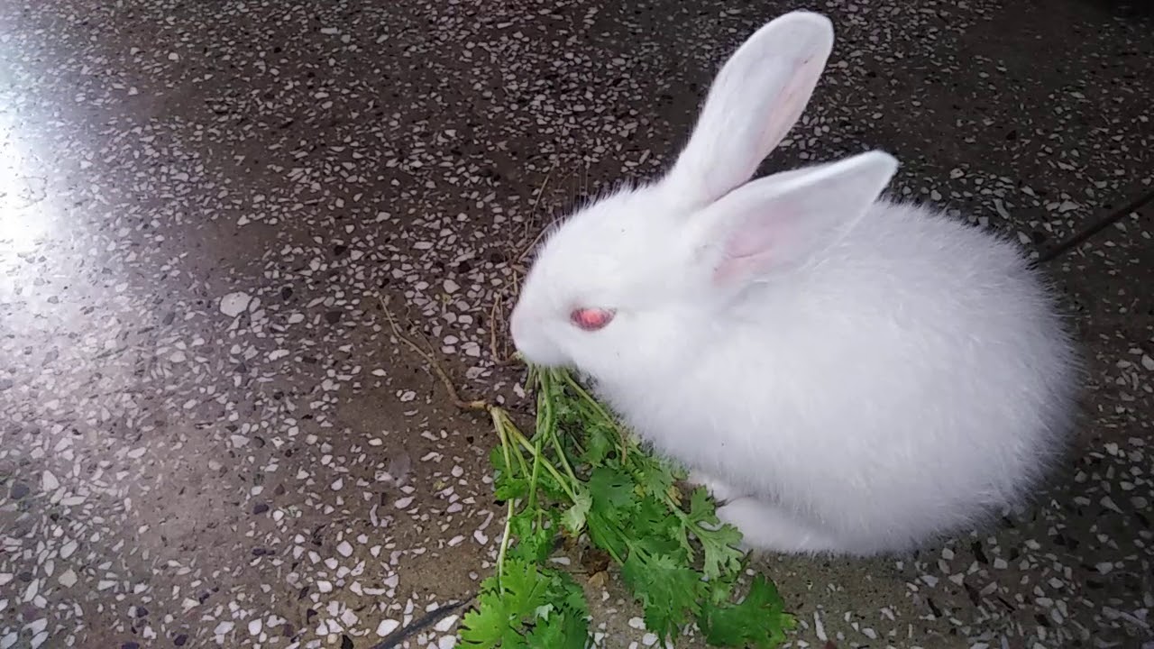 Rabbit ko khane m kya de, garmi m rabbits ki care kese kre, pets care ...