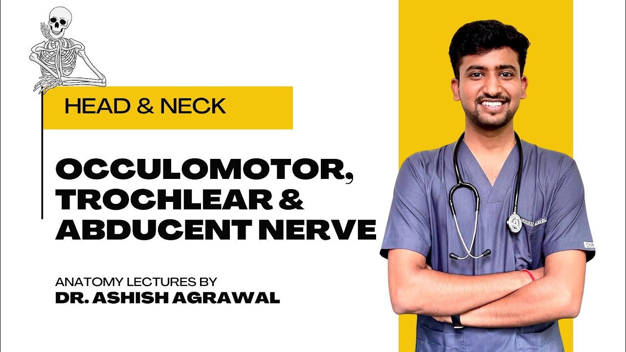 Oculomotor, Trochlear & Abducent Nerve || Head And Neck Anatomy || First Year MBBS || Anatomy ...