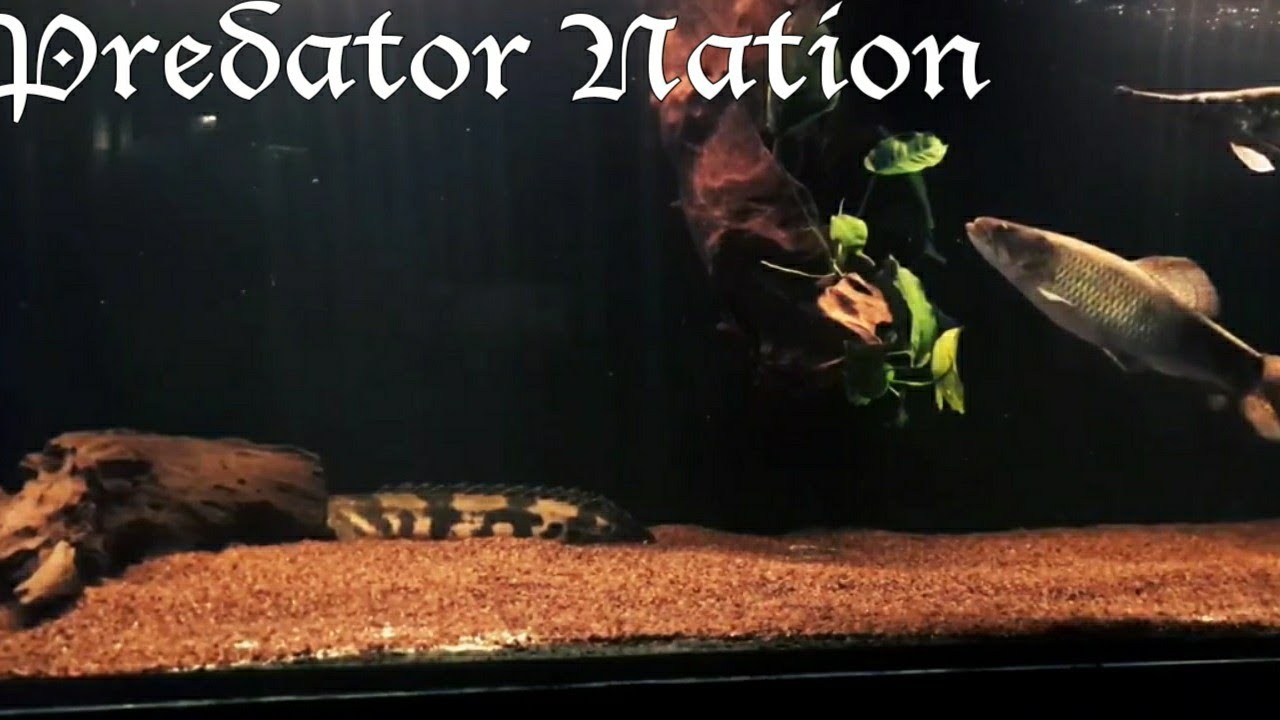 Peaceful monster fish tank - YouTube