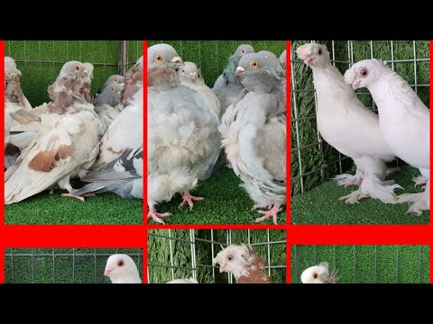 MUHTEŞEM SÜS GÜVERCİNLERİ FUL ÇEŞİT Bİ ARADA  JAPONES ÖZBEK KIVIRCIK VS