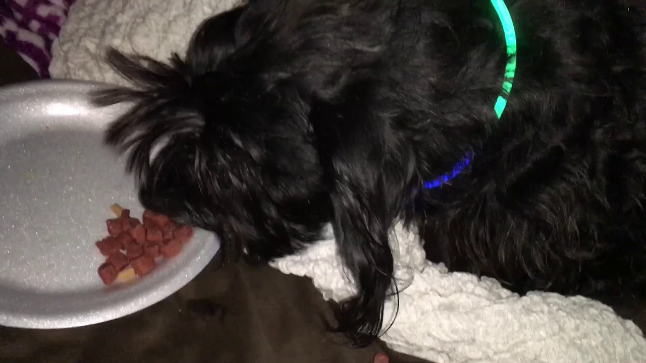 What Happens When A Dog Eats A Glow Stick