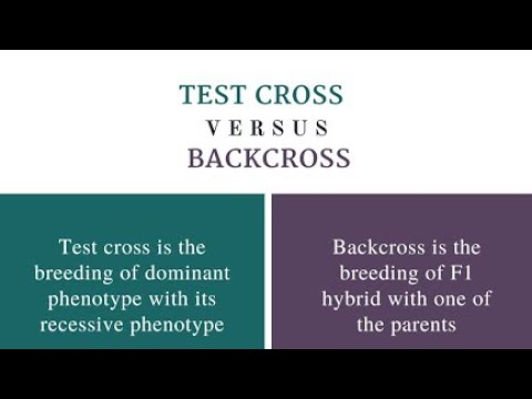Class XII Biology Test Cross and Back Cross #testcross #backcross # ...