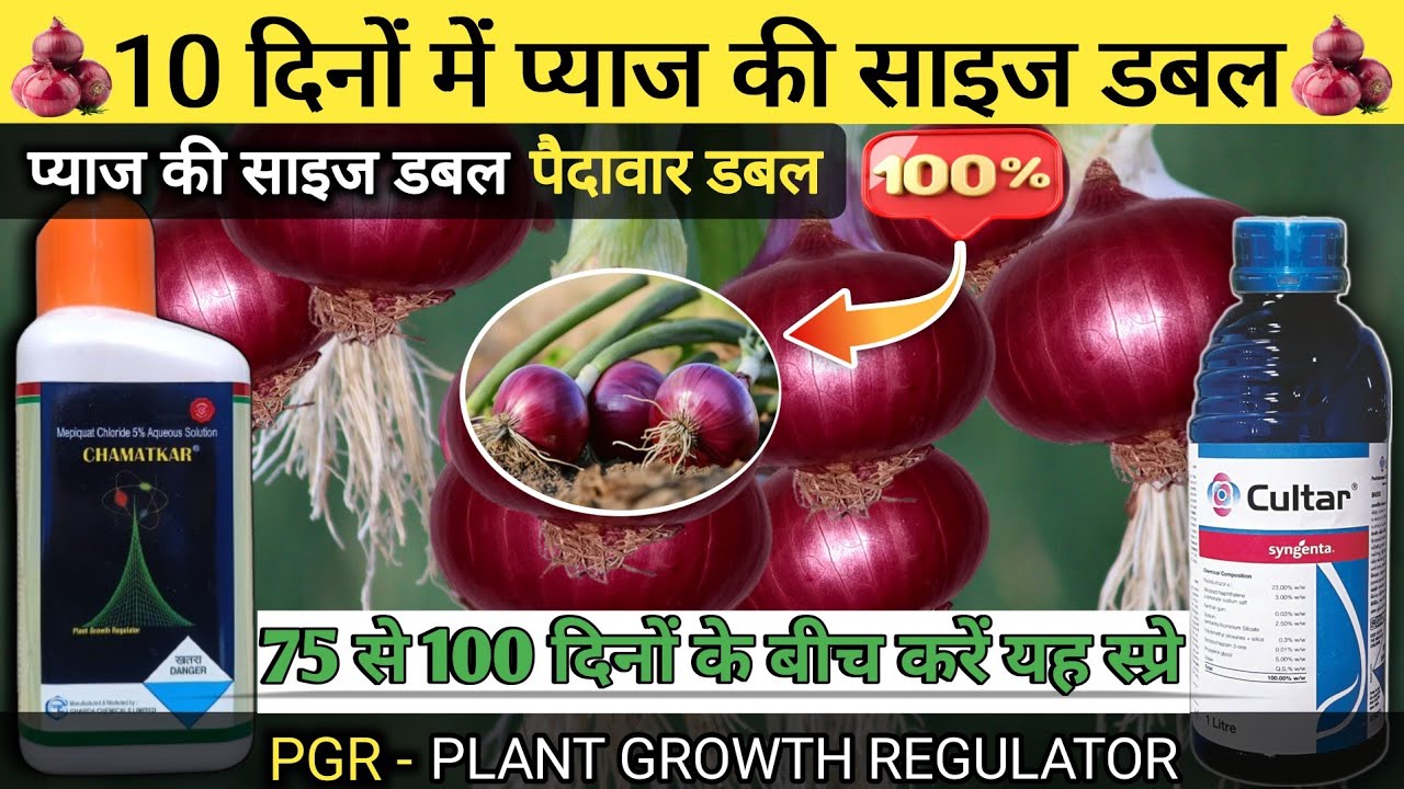 PGR /प्याज की साइज कैसे बढ़ाएं /pyaj ki size kaise badhaen | Syngenta ...