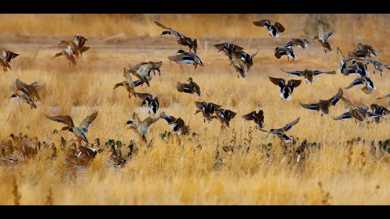 Duck Hunting Mayhem in North Dakota - YouTube