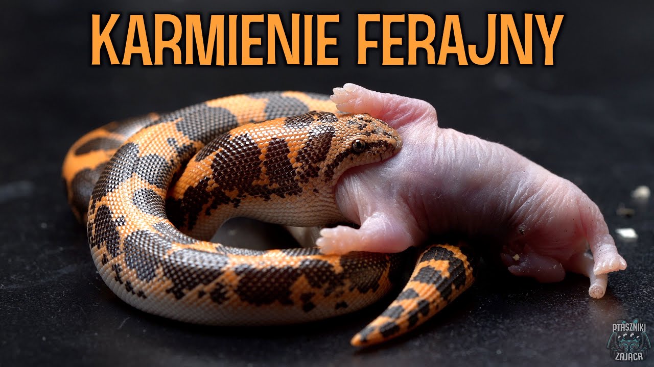 BOA wyliniał, a BURMBALL za 12k dostał nowy dom! Karmienie węży - YouTube