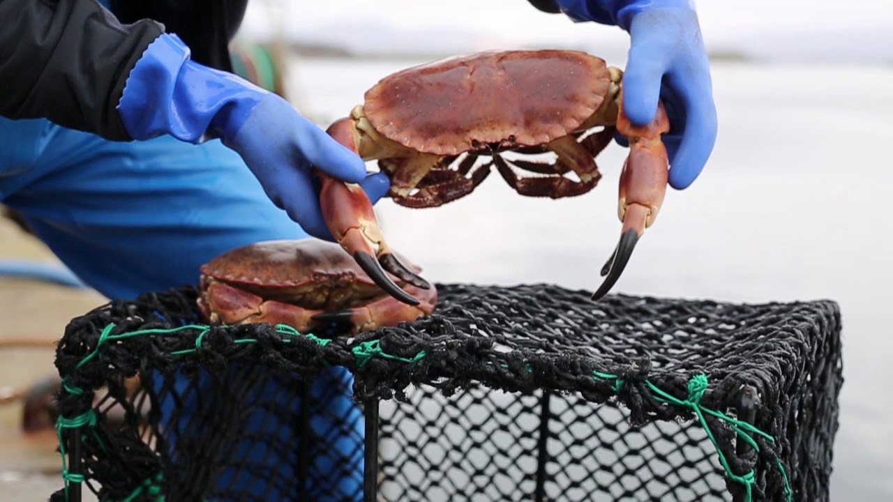 Introduction - MacNeil Shellfish - YouTube