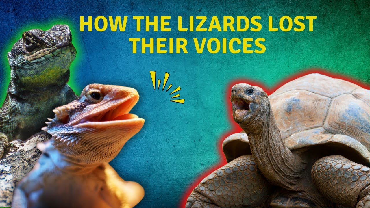 The Tale Of How The Lizards Lost Their Voices | Late Night Story + Rain ...