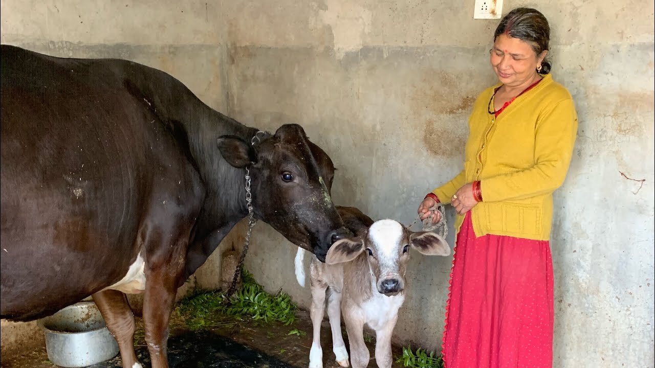 My cow daily feed routine.#Vridhirama - YouTube