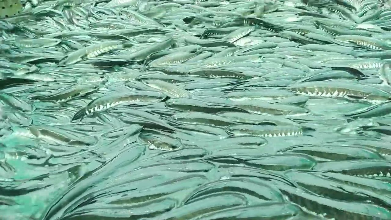 Murrel (Korrameenu) Fish Farming - YouTube