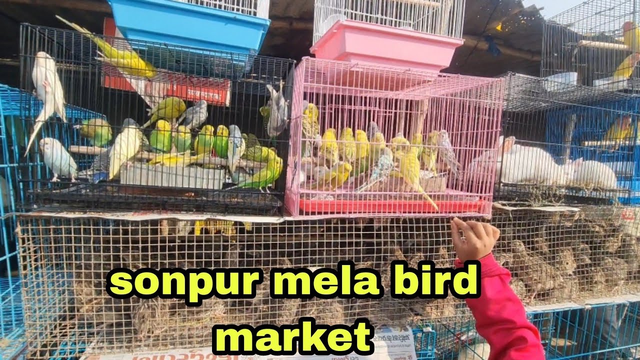 sonpur mela bird market 2024||sonpur mela full tour videos - YouTube