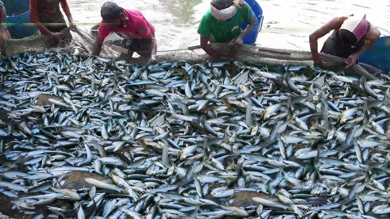 Natural Fishing In Bangladesh | Million Fish Catching - YouTube