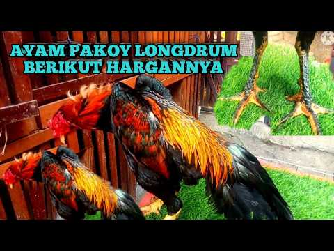 RIVIEW AYAM PAKOY LONGDRUM DAN BERIKUT HARGANYA