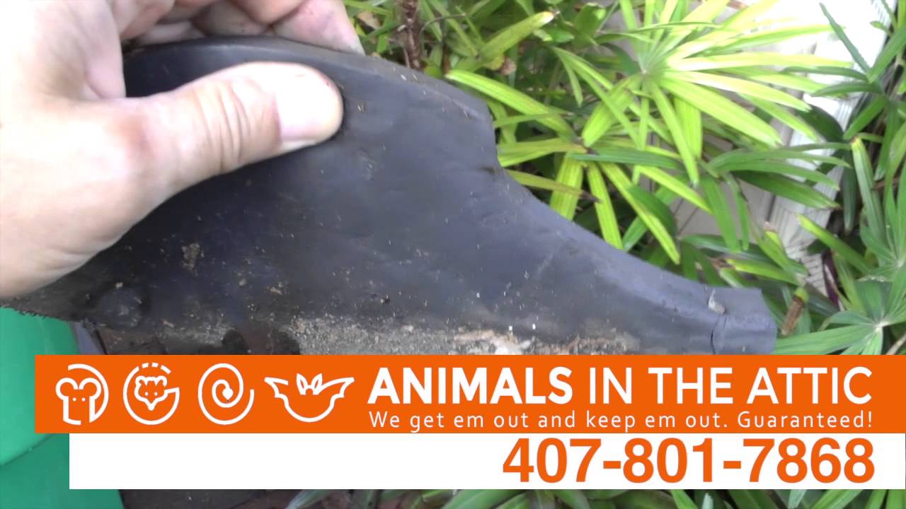 Rat entry points in Barrel Tile Roof, Replace Bird Stop, Animals in the ...