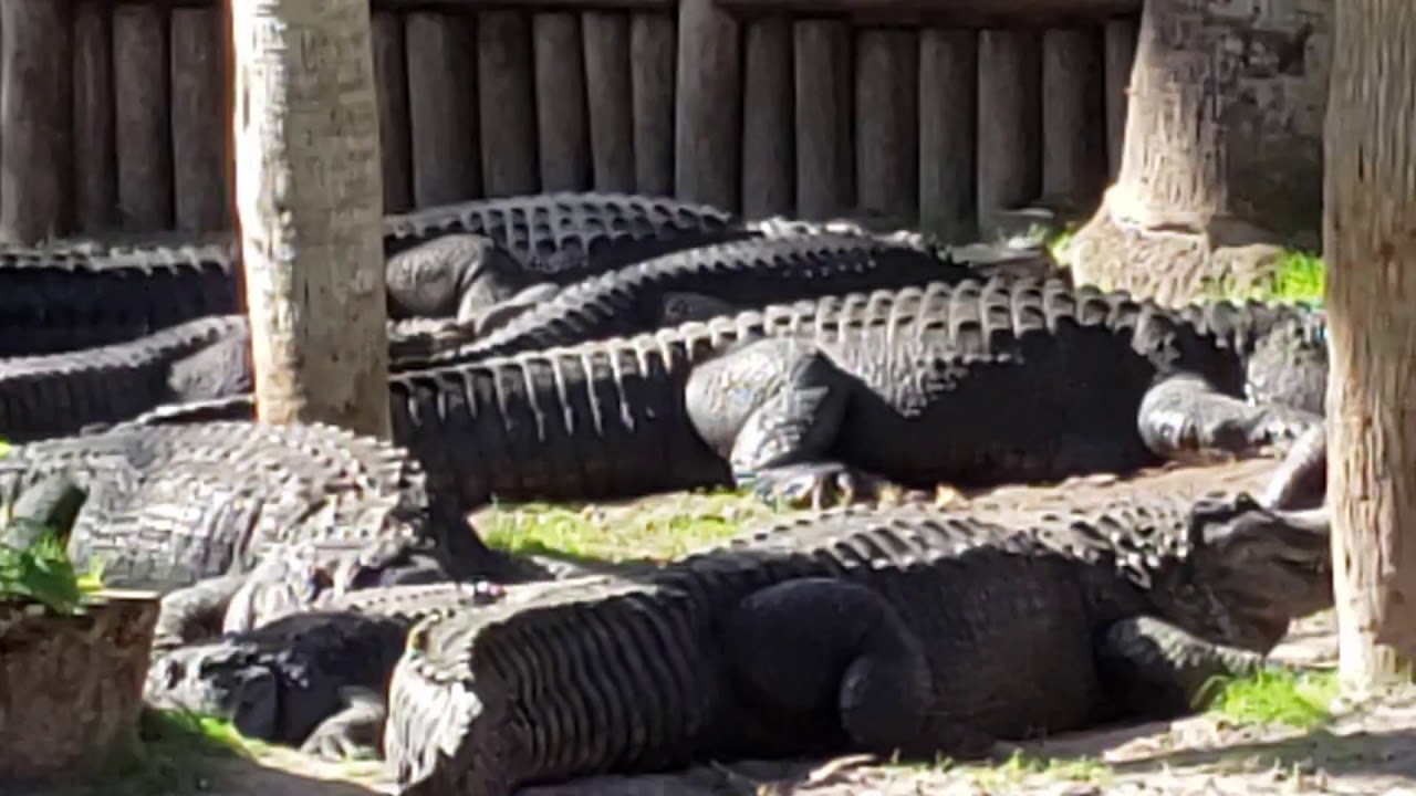 All about Alligators at the Aligator feeding at the ALLIGATOR Farm ...