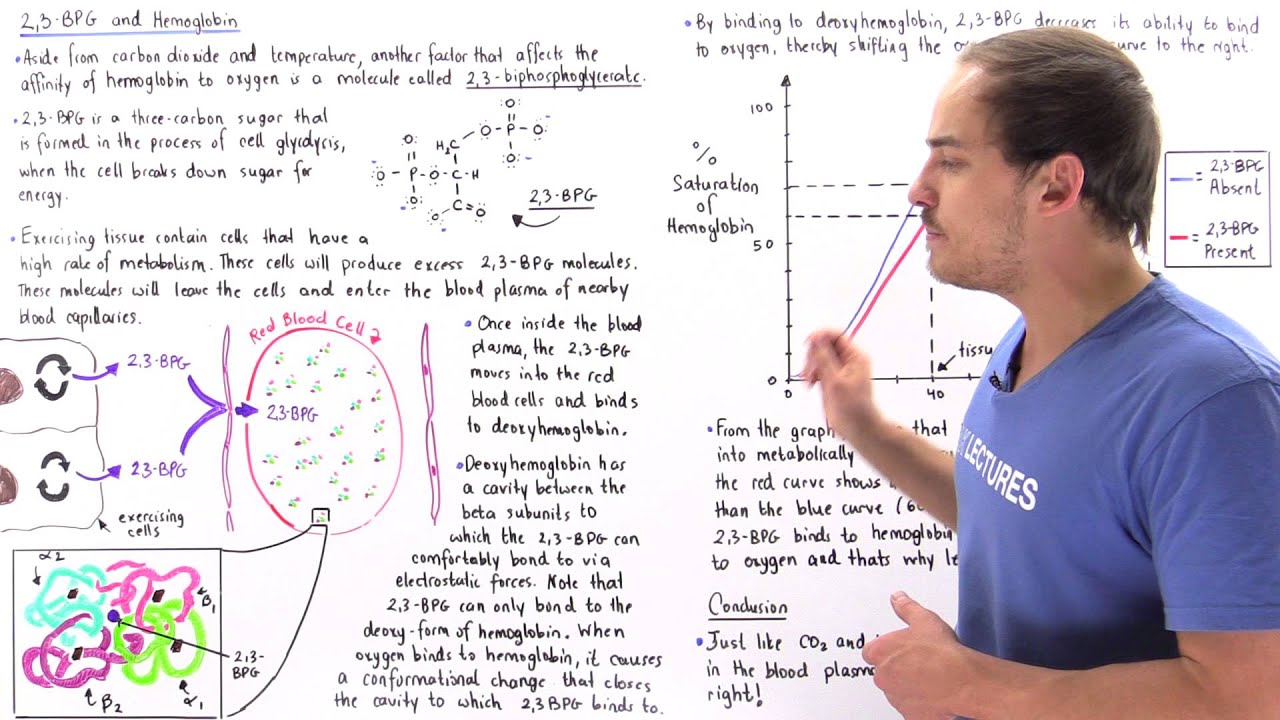 2 3 BPG And Hemoglobin YouTube