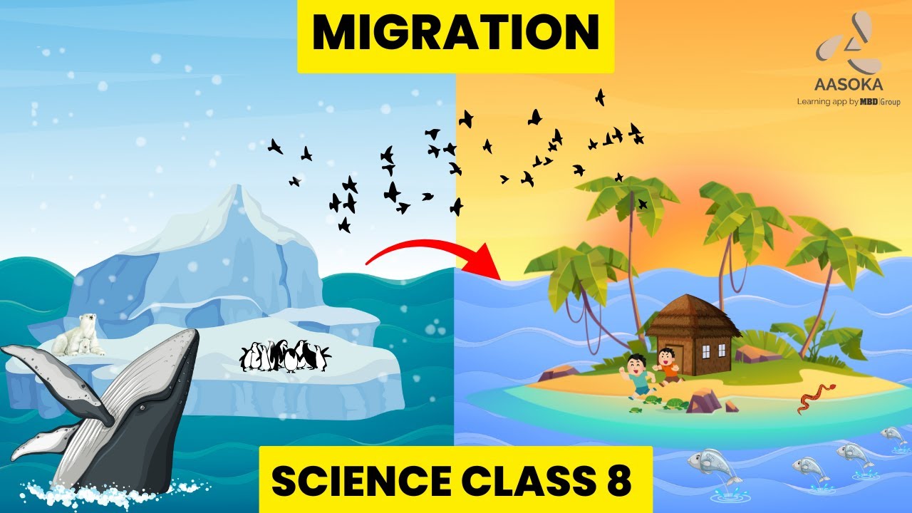 Why Do Birds and Animals Migrate? – Migration | Science | Class 8 ...