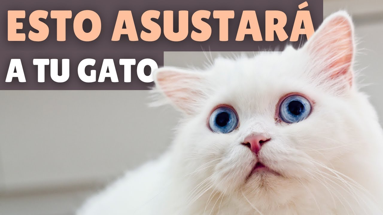Los 8 MIEDOS y ansiedades MÁS COMUNES de los gatos - YouTube
