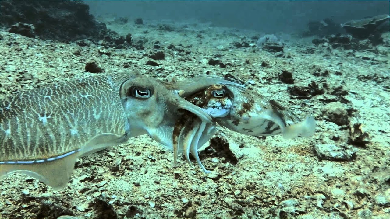 Sepia mating and fighting - YouTube