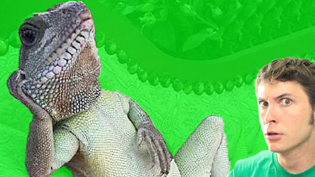 Sexy Lizard Youtube