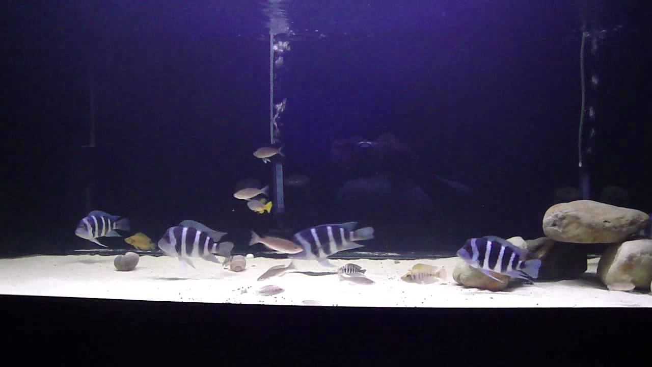 Cyphotilapia frontosa kitumba F0 by Seng - YouTube