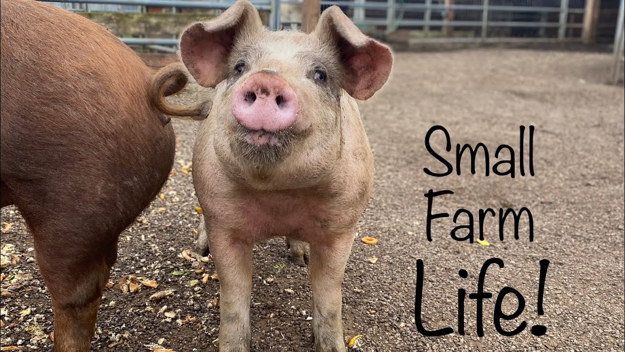 Small Family Farm - It’s a Great Life! - YouTube