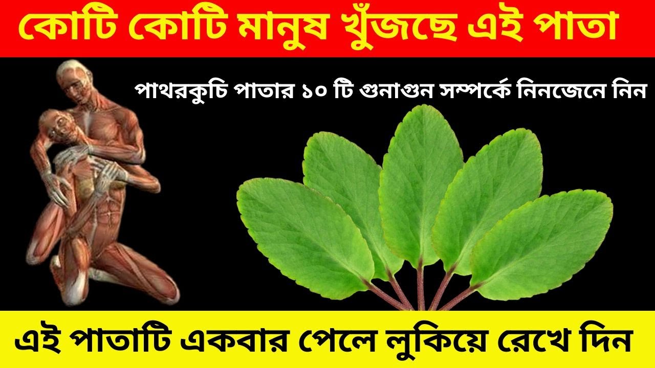 পাথরকুচির গাছের এই আশ্চর্য গুণাবলী জানলে অবাক হবেন | Patharkuchi Patar ...