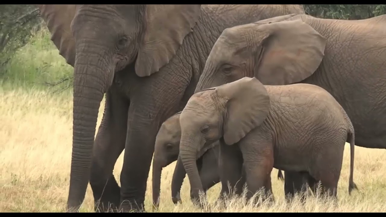 Ultimate Wild Animals Collection - YouTube