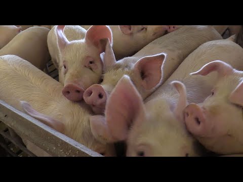 Iowa Pig Farmers Ramp Up Biosecurity Amid Western Hemisphere ASF Outbreaks
