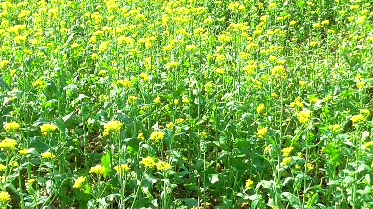 masterd flowers,,,,,, - YouTube