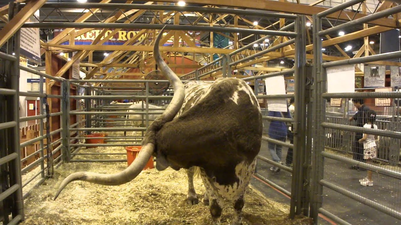 Houston Rodeo, March 18th. Longhorn - YouTube