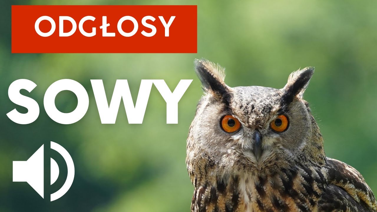 Sowa, odgłosy sowy. Posłuchaj. - YouTube