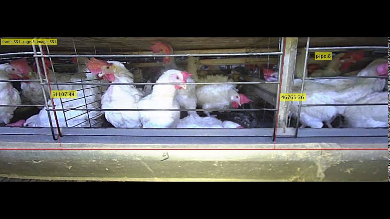 31-03-2015_11-08-24_3_Cage_8 - YouTube