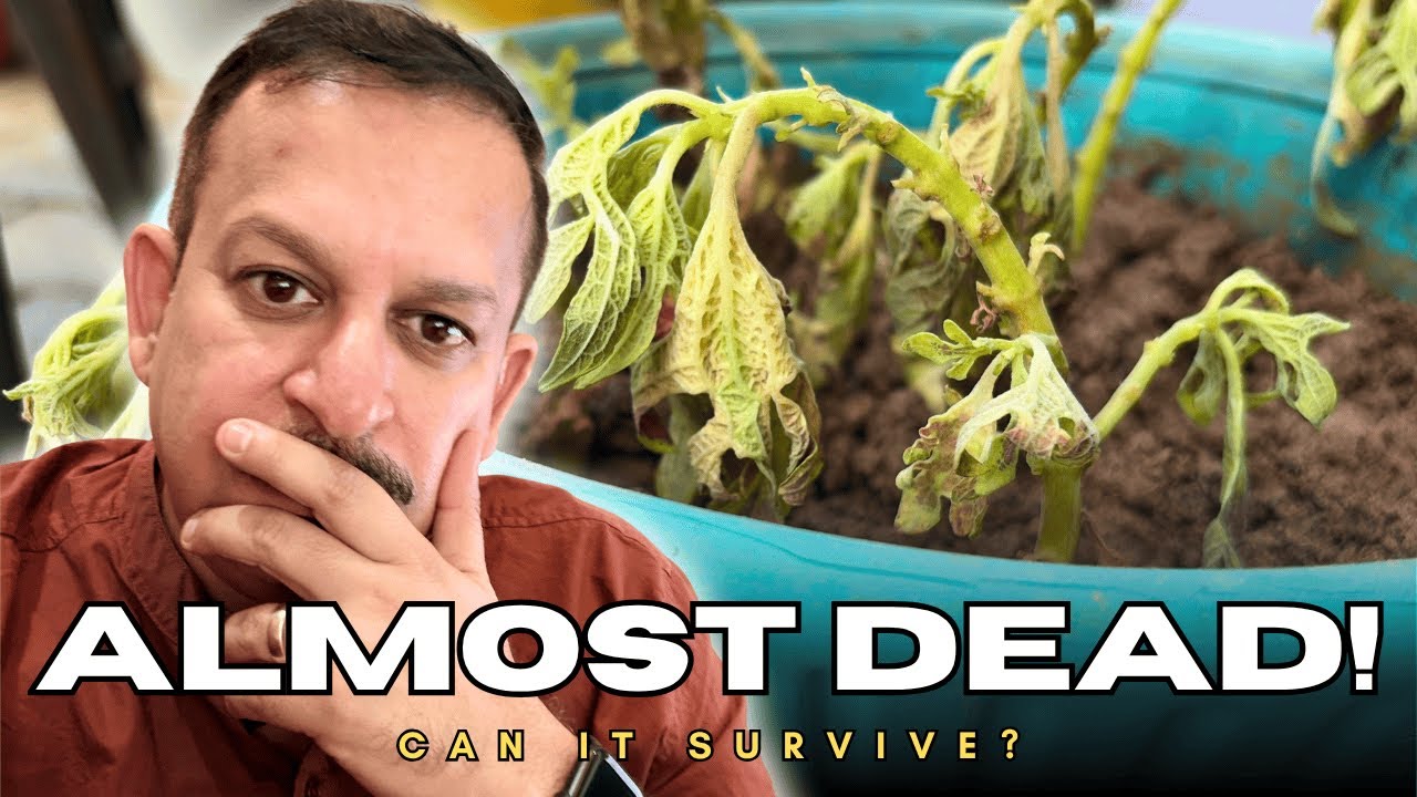 Trying to Save My Dying Plant (Root Rot Recovery) - YouTube