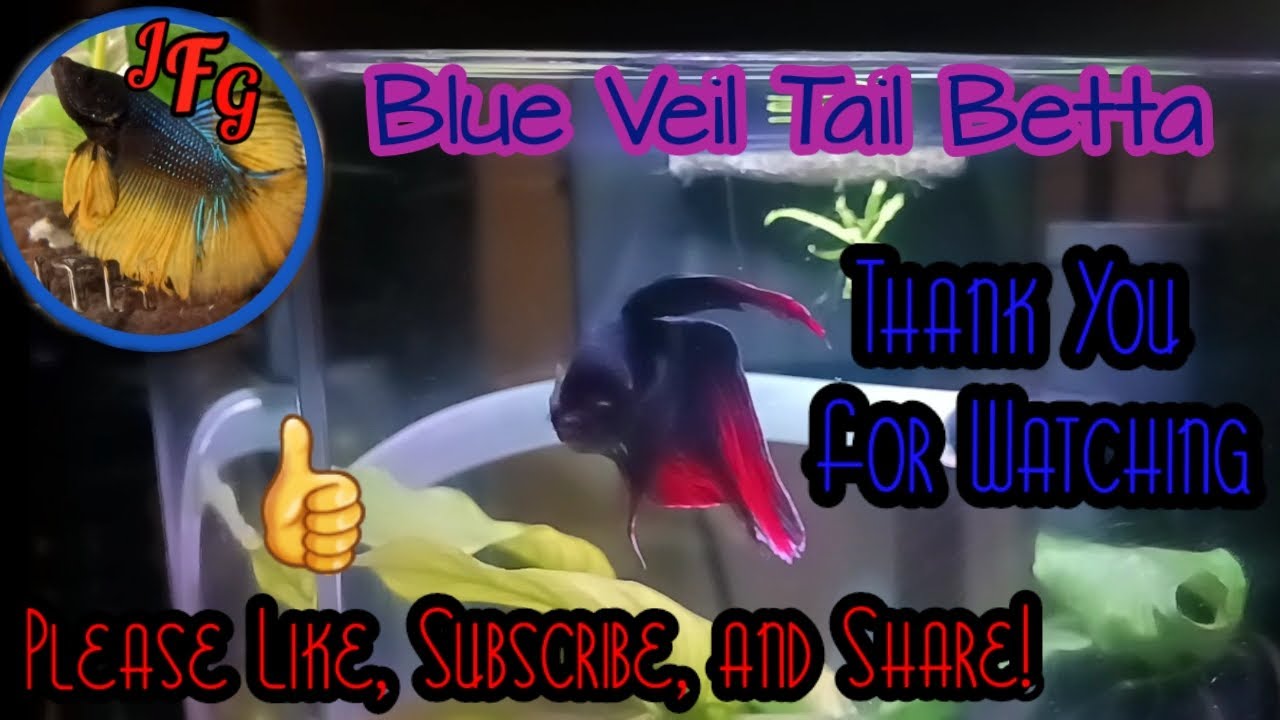 Blue and Pink Veil Tail Betta posing for the camera - YouTube