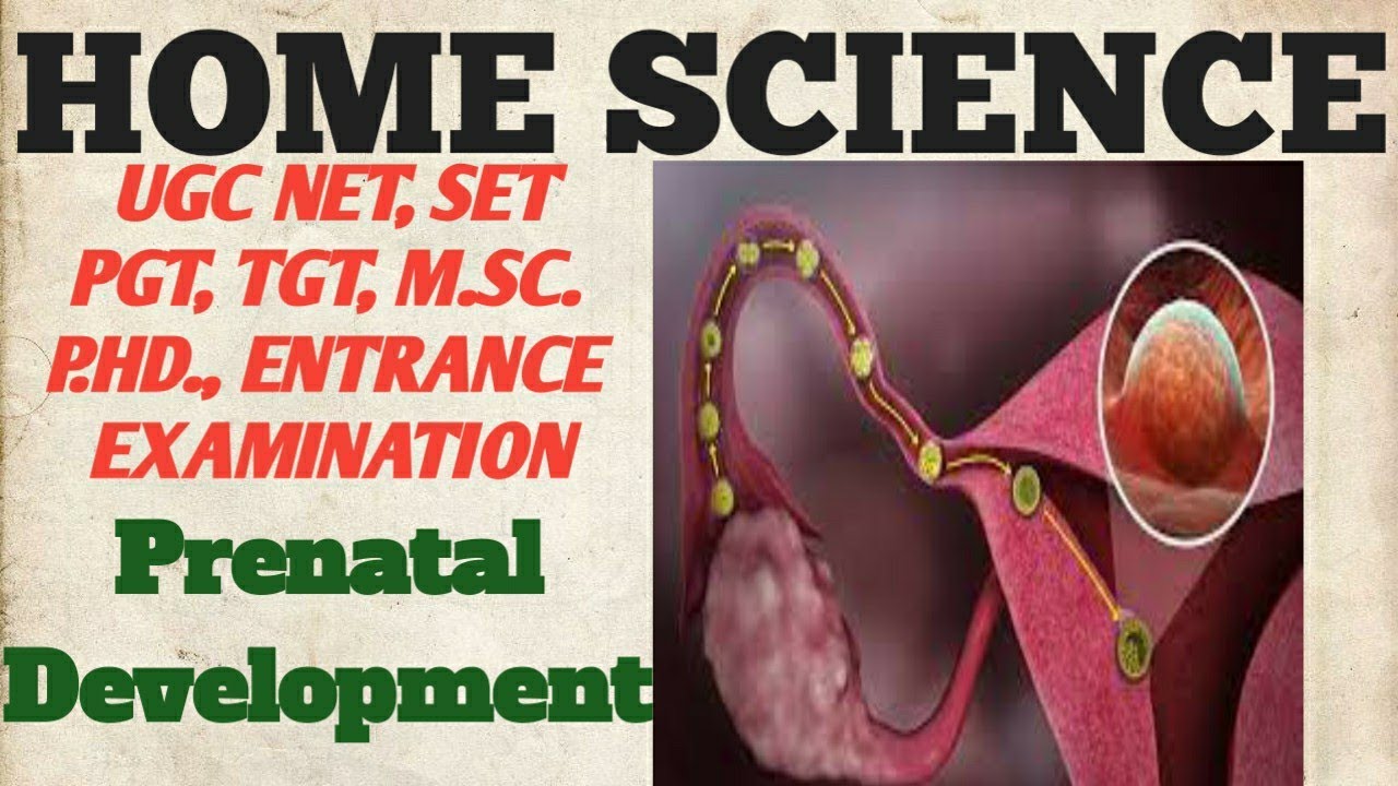 Home Science # Human Development # lecture 6 - YouTube